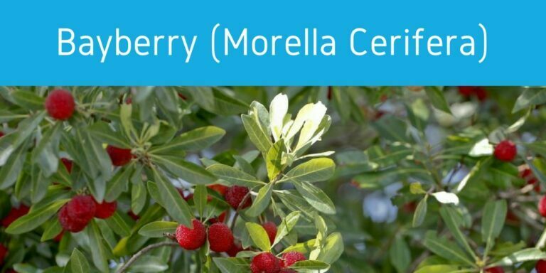 Jacksonville Florida Tree & Spring Pollen Allergy Forecast 2024