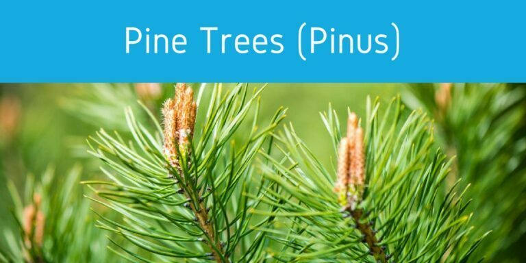 Jacksonville Florida Tree & Spring Pollen Allergy Forecast 2024